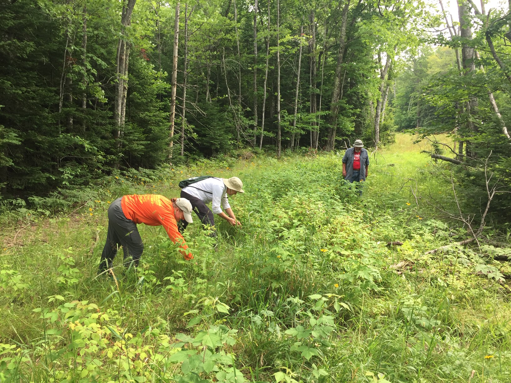 Wild Food Wanders and Workshops – What Got Gathered